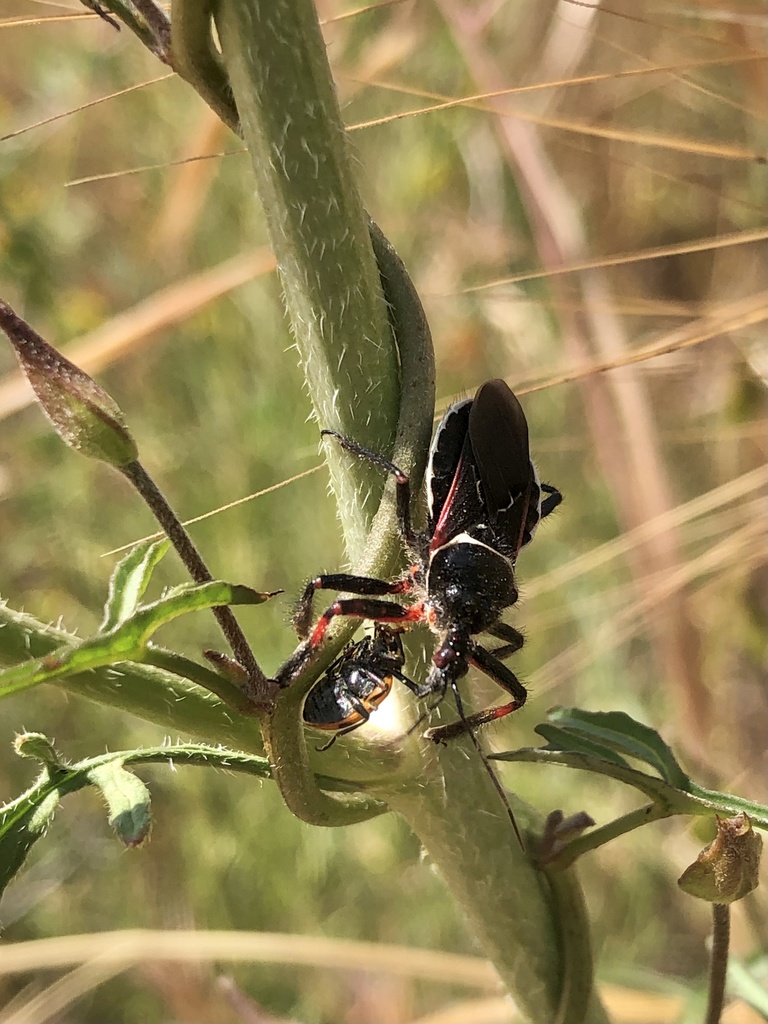 California Bee Assassin from Honey Springs Rd, Jamul, CA, US on April ...