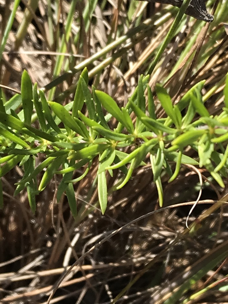 Straggling Bluehaze (Tetraselago wilmsii) - Botanical Realm