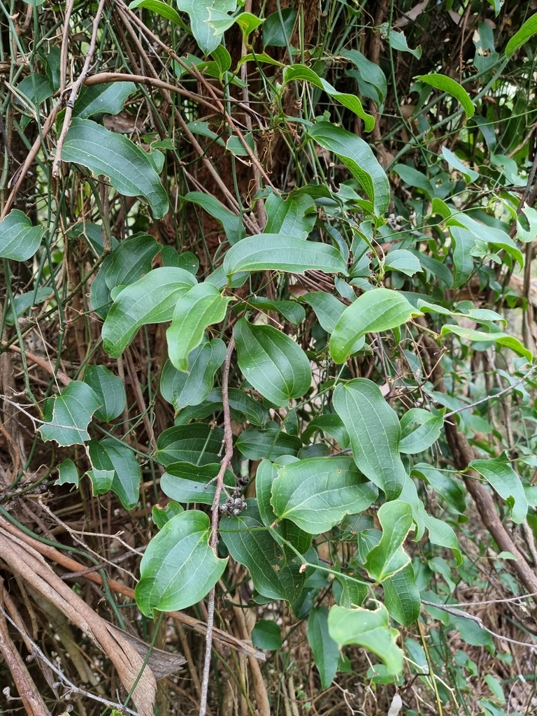 Austral Sarsaparilla from Harolds Cross NSW 2622, Australia on May 20, 2022 at 03:50 PM by ...