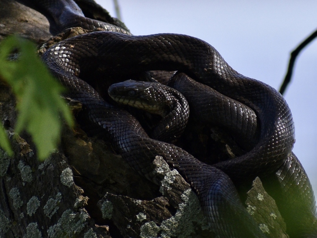 Eastern Ratsnake from Pennypack On The Delaware, Philadelphia, PA, US ...