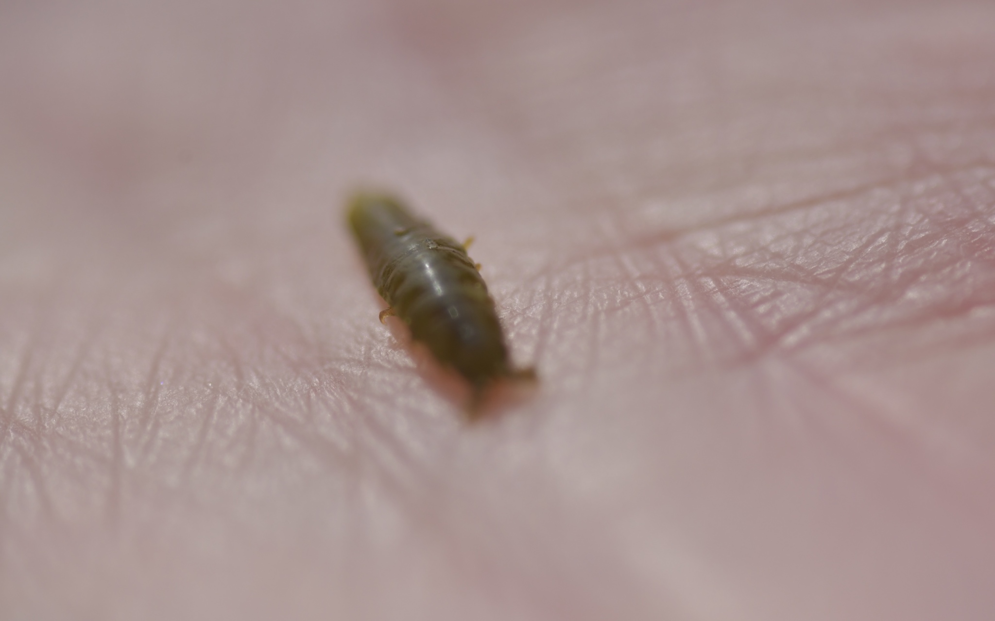 Idotea granulosa Rathke, 1843