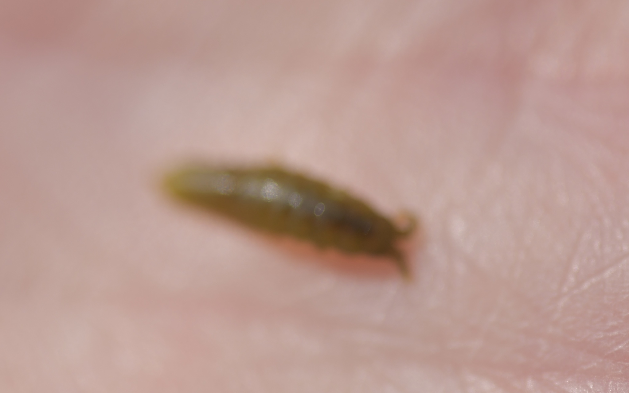 Idotea granulosa Rathke, 1843