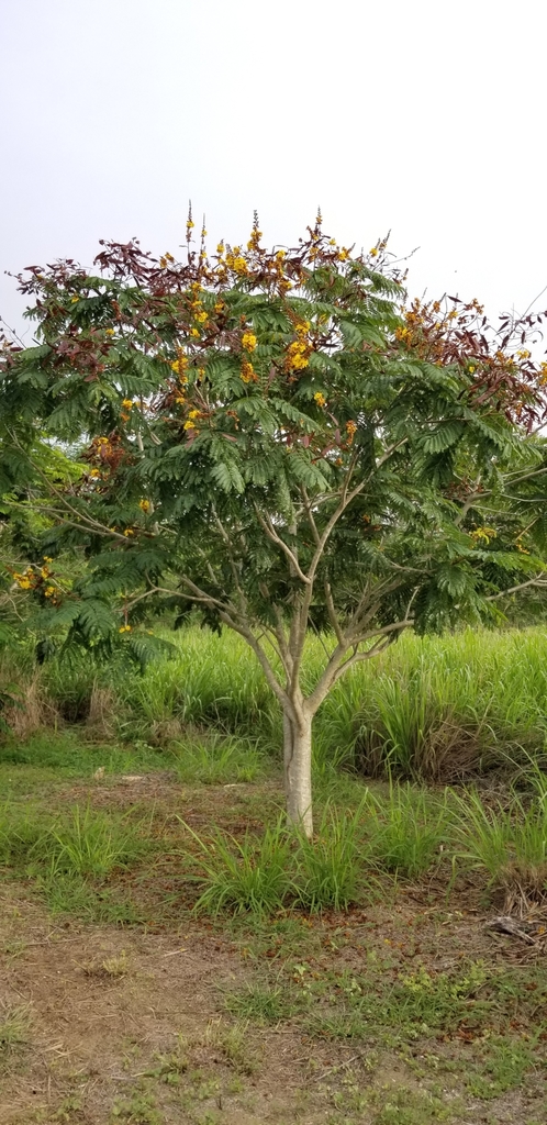 Yellow Flame Tree from Caimanera, CU-GU, CU on May 20, 2022 at 06:07 PM ...