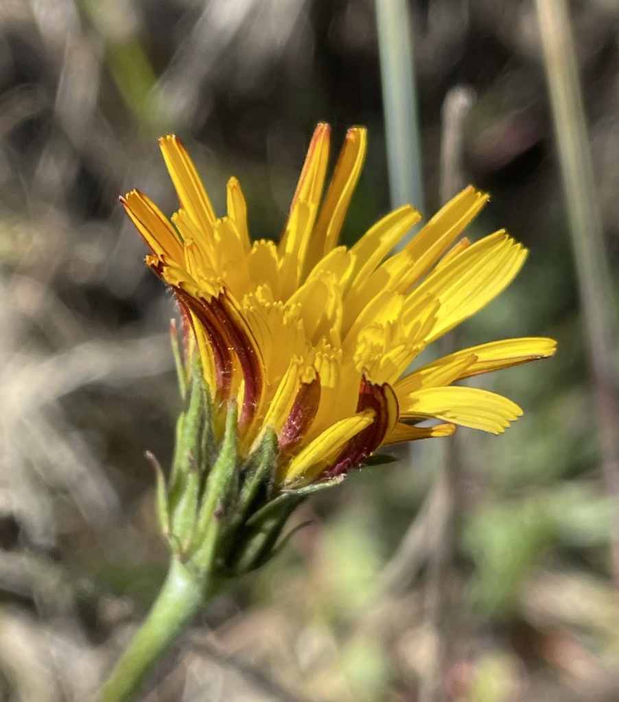 marsh microseris in May 2022 by Irene. This plant was ID’d by Botanist ...