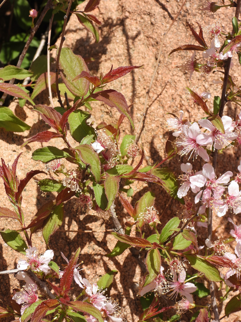 Japanese bush cherry from Laoshan District, Qingdao, Shandong, China on ...
