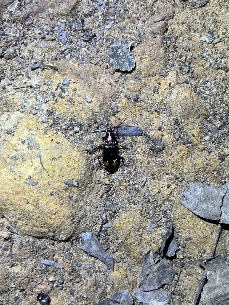 Chlaenius tetragonoderus from TW on May 20, 2022 at 09:14 PM by 陳正守 ...