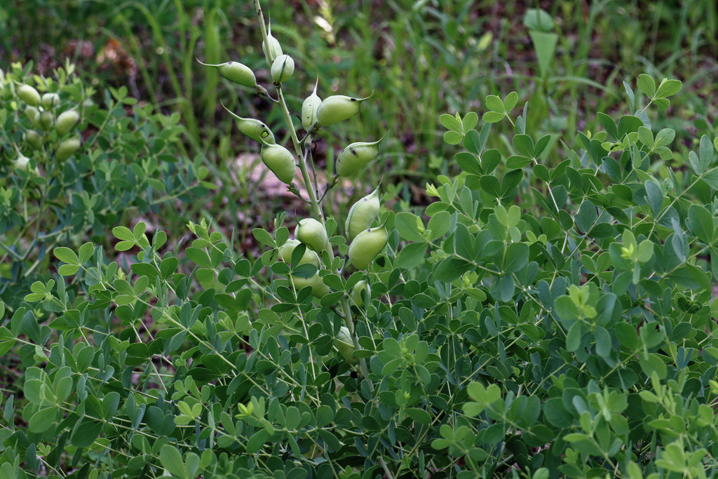 tall blue wild indigo from Grayson, Texas, United States on May 19 ...