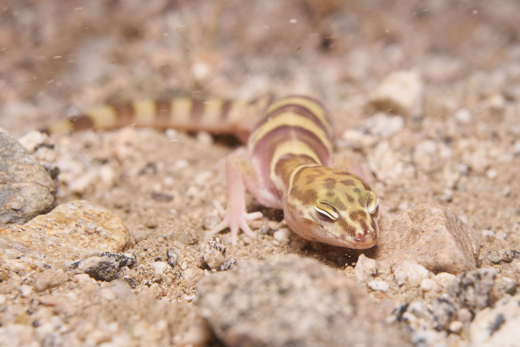Desert Banded Gecko from Santa Rosa and San Jacinto Mountains Natl ...