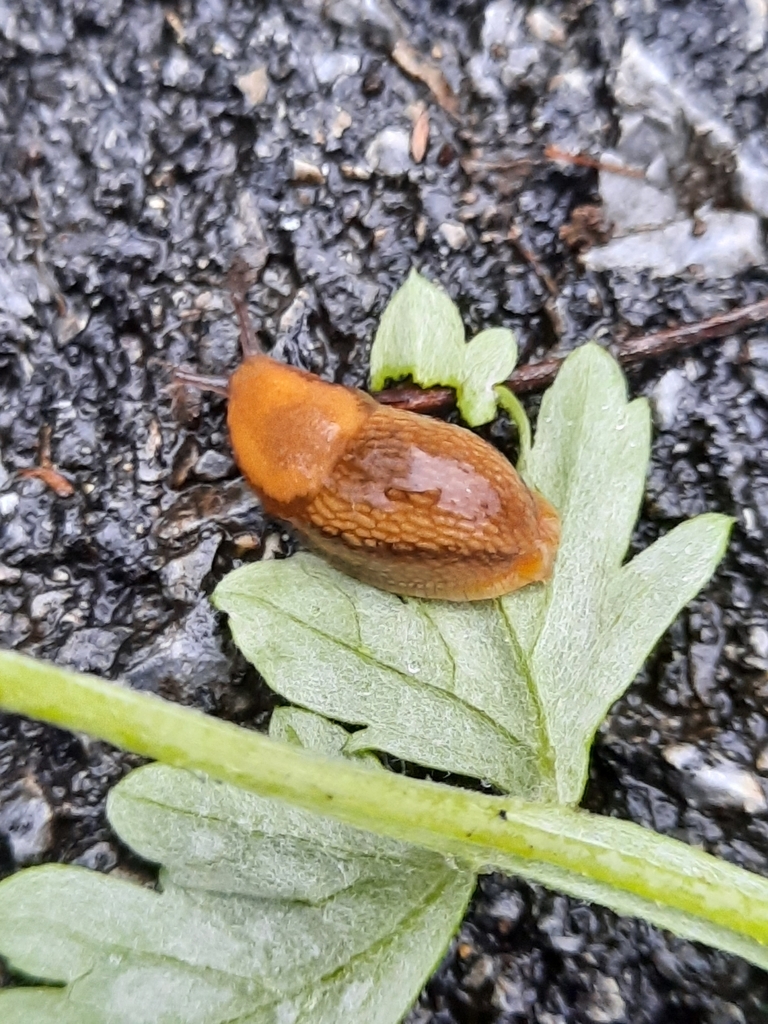 Arion Slugs from Poughquag, NY 12570, USA on May 20, 2022 at 07:53 PM ...