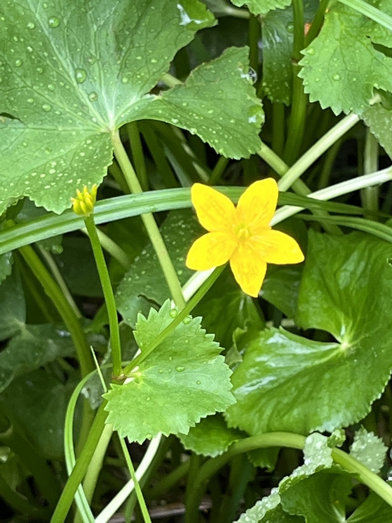 marsh marigold from Elk Creek Rd, Pepin, WI, US on May 20, 2022 at 11: ...