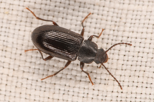 Genus Helops · iNaturalist United Kingdom