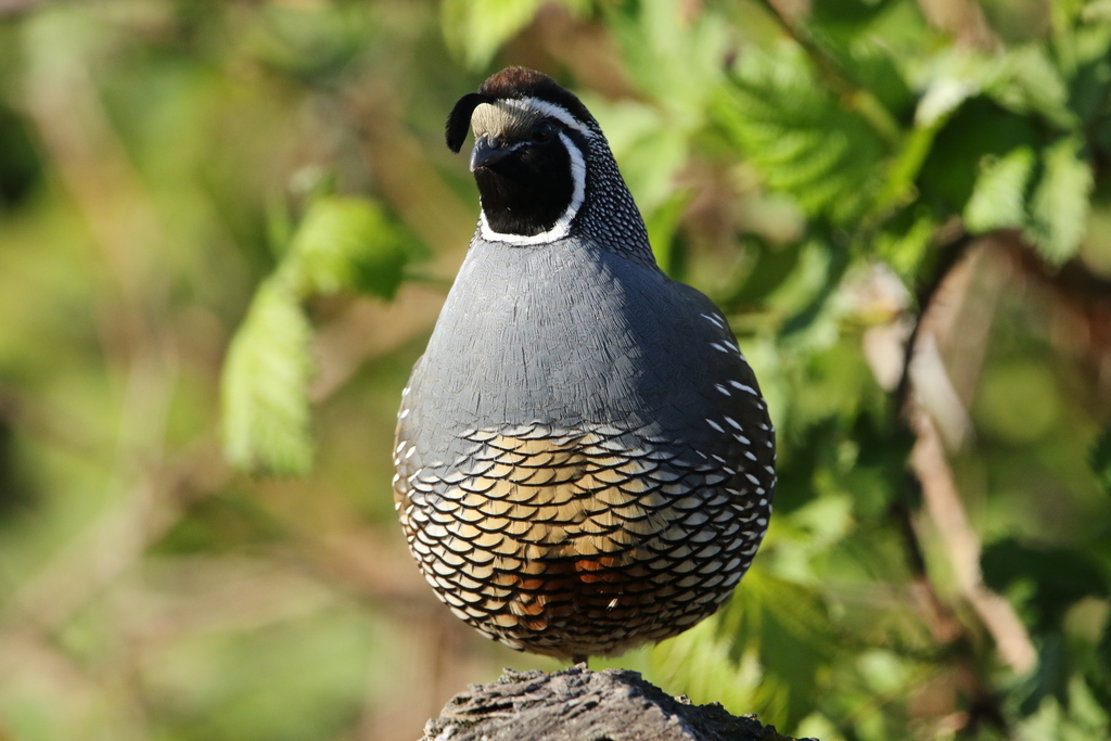 California Quail from Capital, BC, Canada on May 20, 2022 at 07:42 AM ...