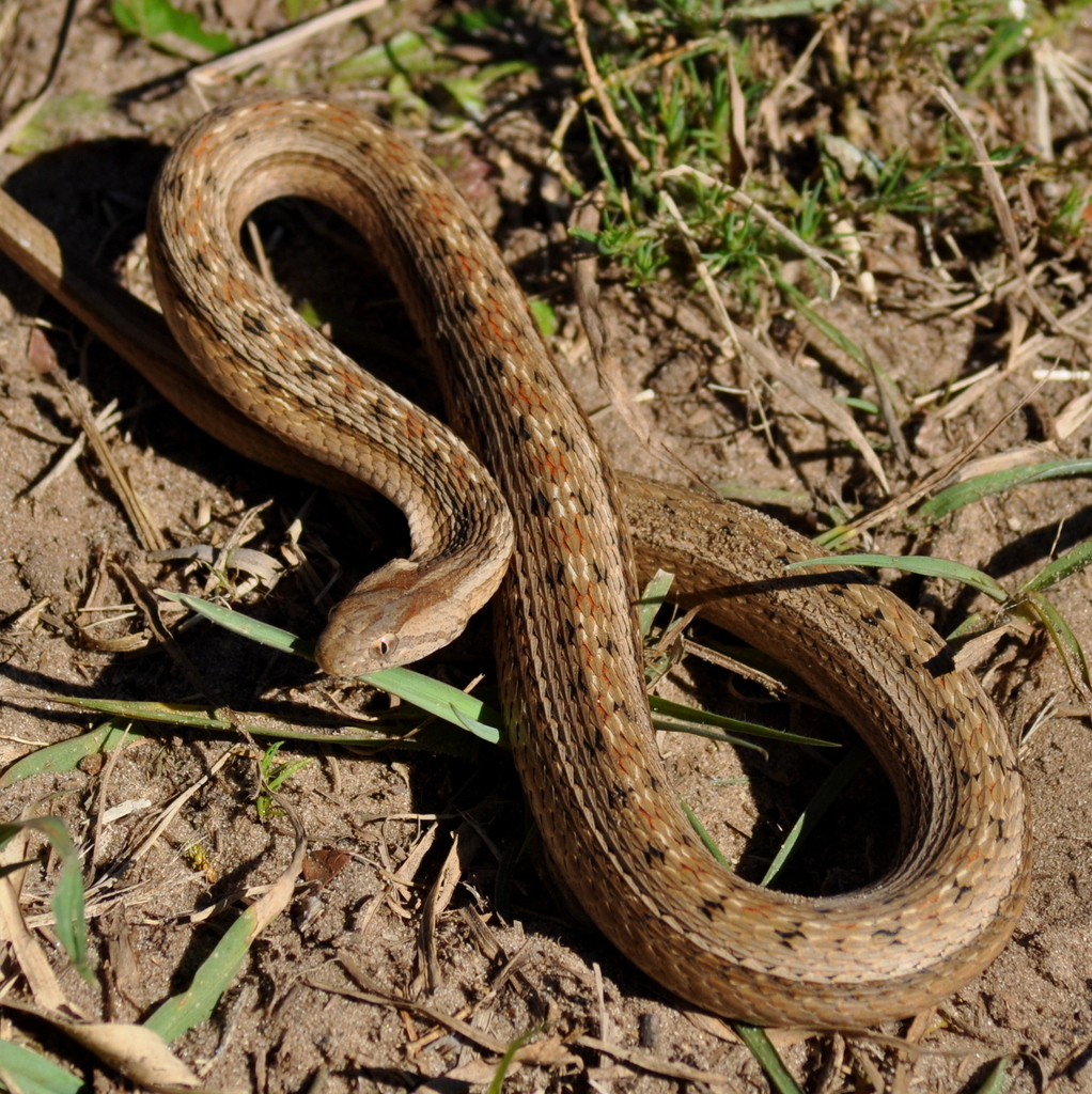 Keeled Sepia Snake from Rio Grande - RS, Brasil on July 8, 2019 at 11: ...