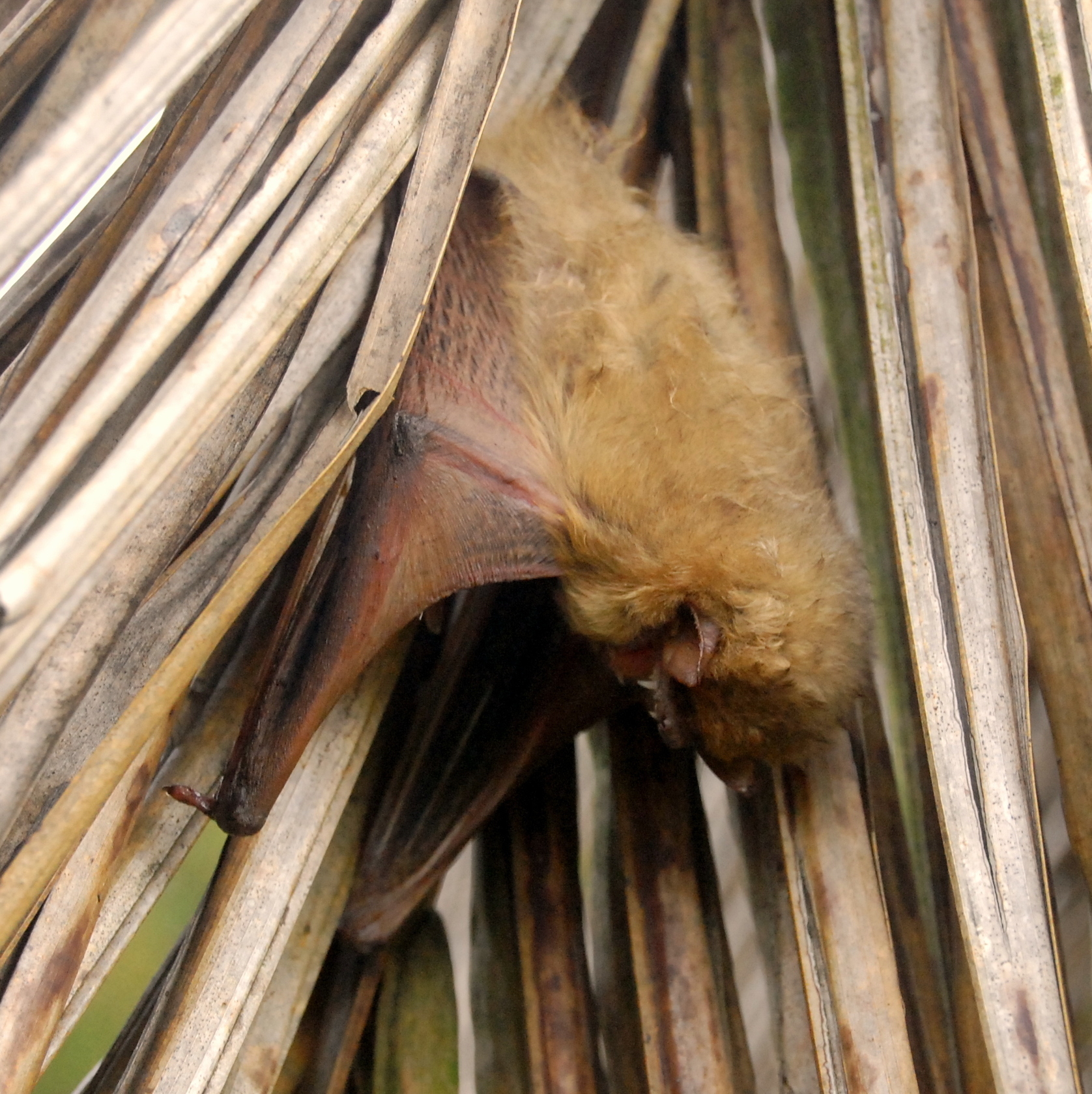 Lasiurus ega (Gervais, 1856)