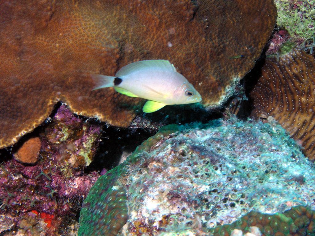 Butter Hamlet (Isla de Juventud Under Water Field Guide) · iNaturalist