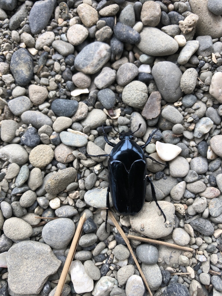 Thaumastopeus shangaicus from 花東海岸公路, 臺東市, TW on May 14, 2022 at 11:18 ...