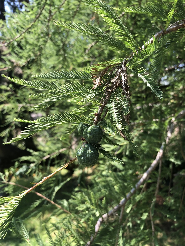 Montezuma cypress from Línea B, El Cortijo, GTO, MX on May 20, 2022 at ...