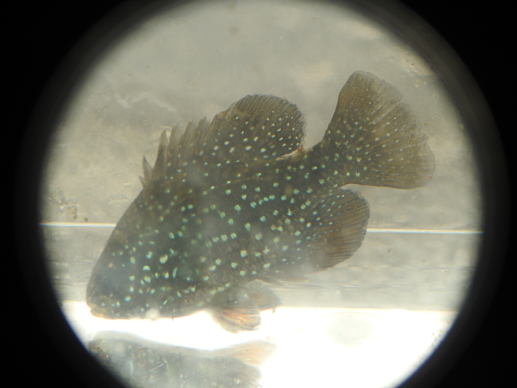 Blue-spotted Sunfish from Casselberry, FL, USA on May 20, 2022 at 05:12 ...