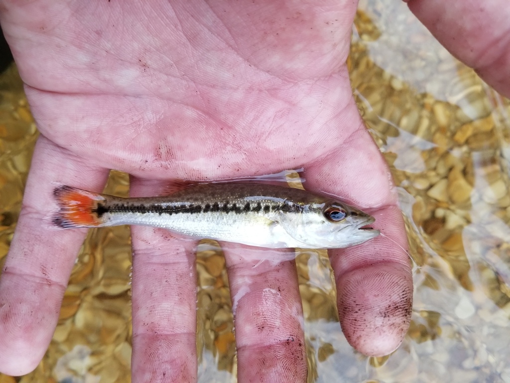 Black Basses (Micropterus) - Marine Life Identification