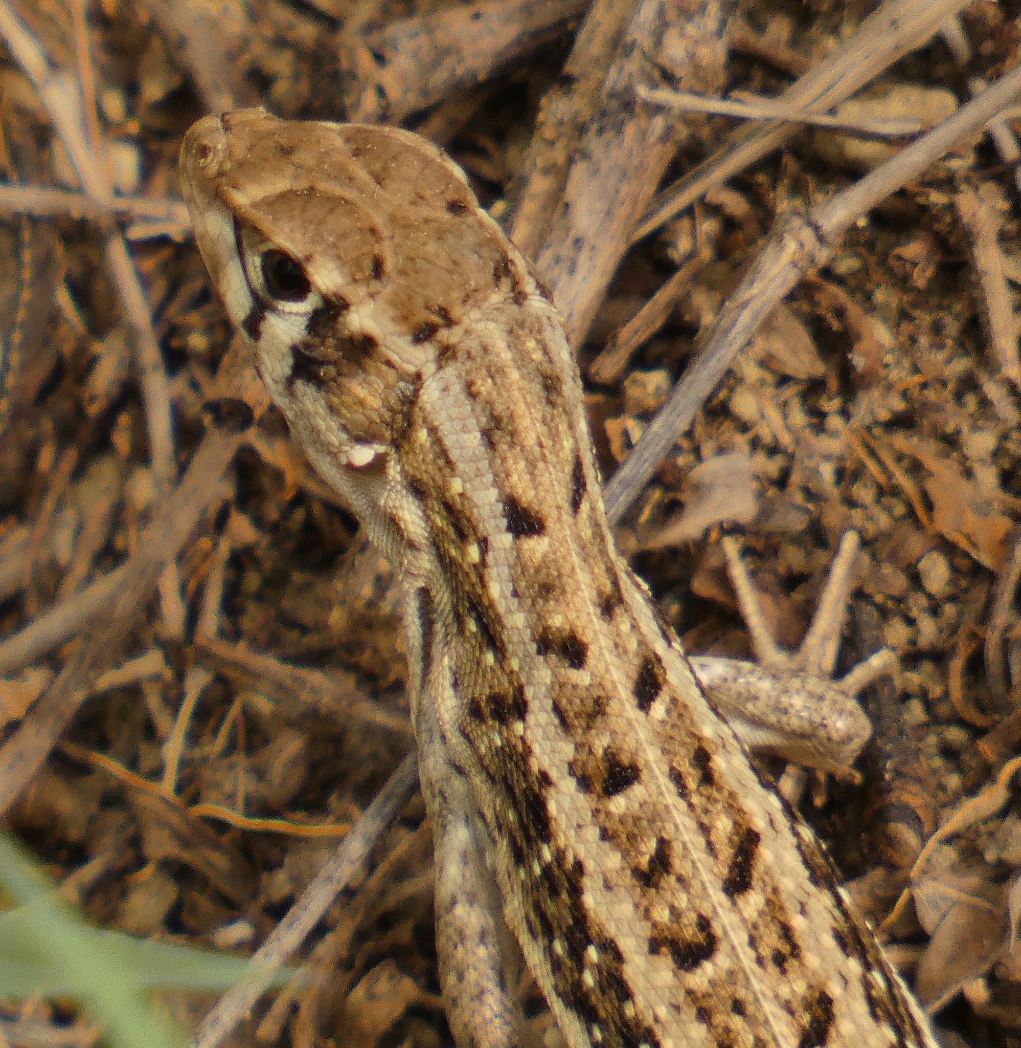 Leiocephalus raviceps Cope, 1863