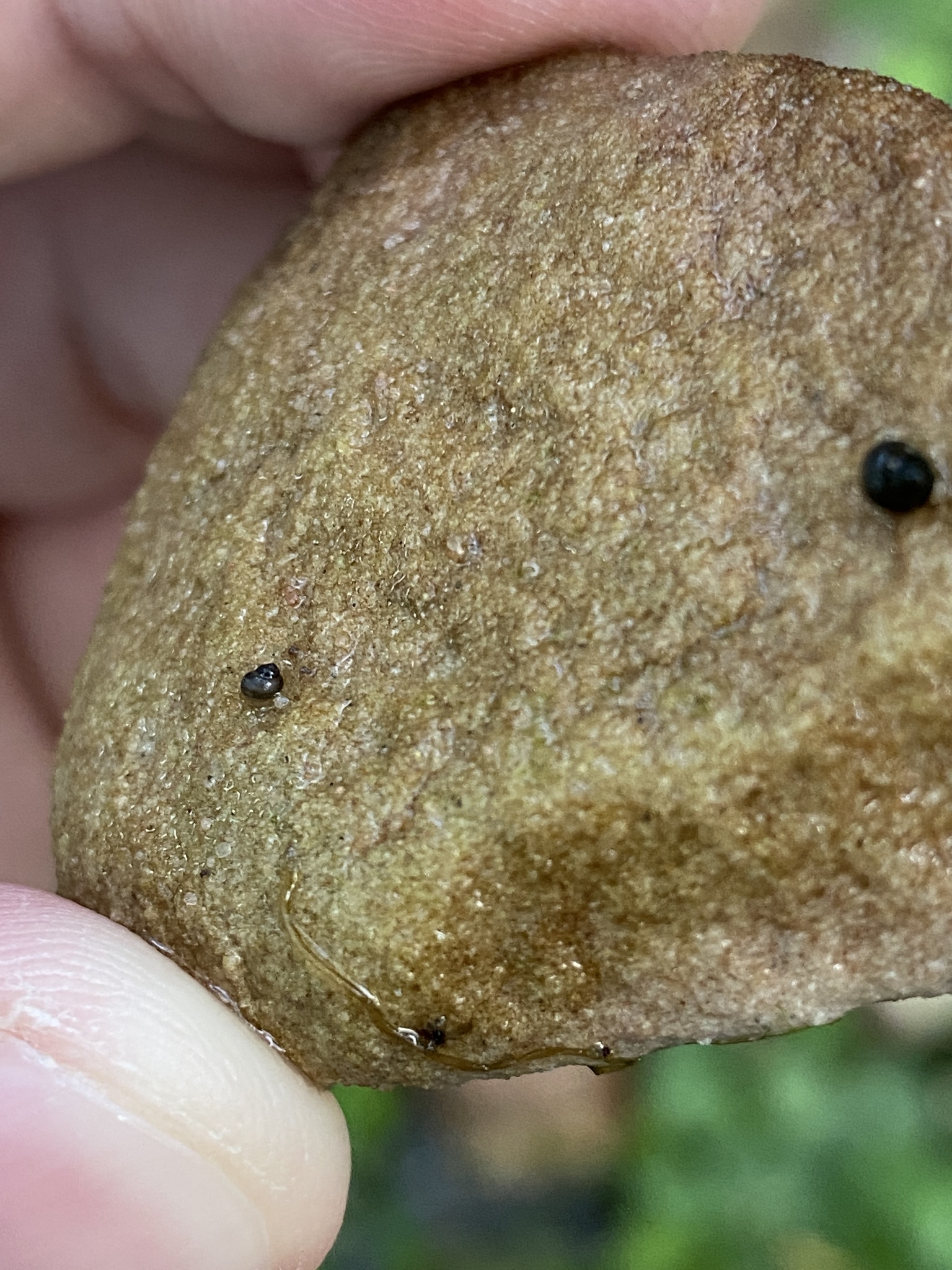 Pyrgulopsis Call & Pilsbry, 1886