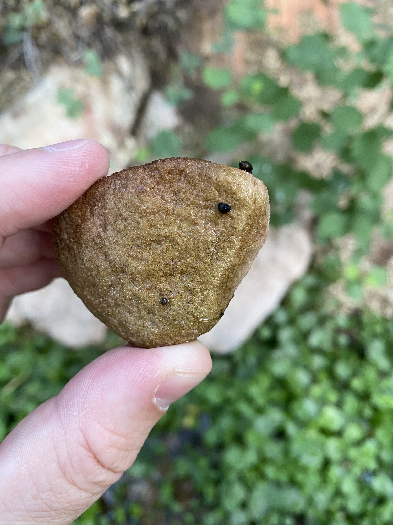 Pyrgulopsis Call & Pilsbry, 1886