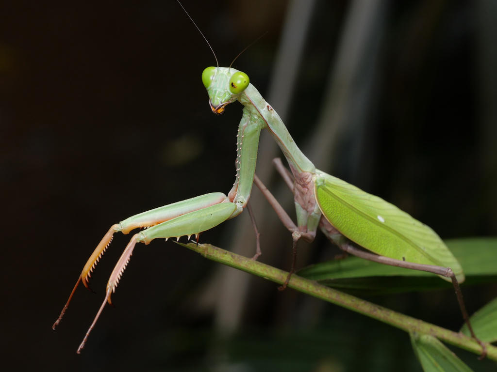 Giant Asian Mantises from Madang, Papua-Neuguinea on May 20, 2022 at 12 ...