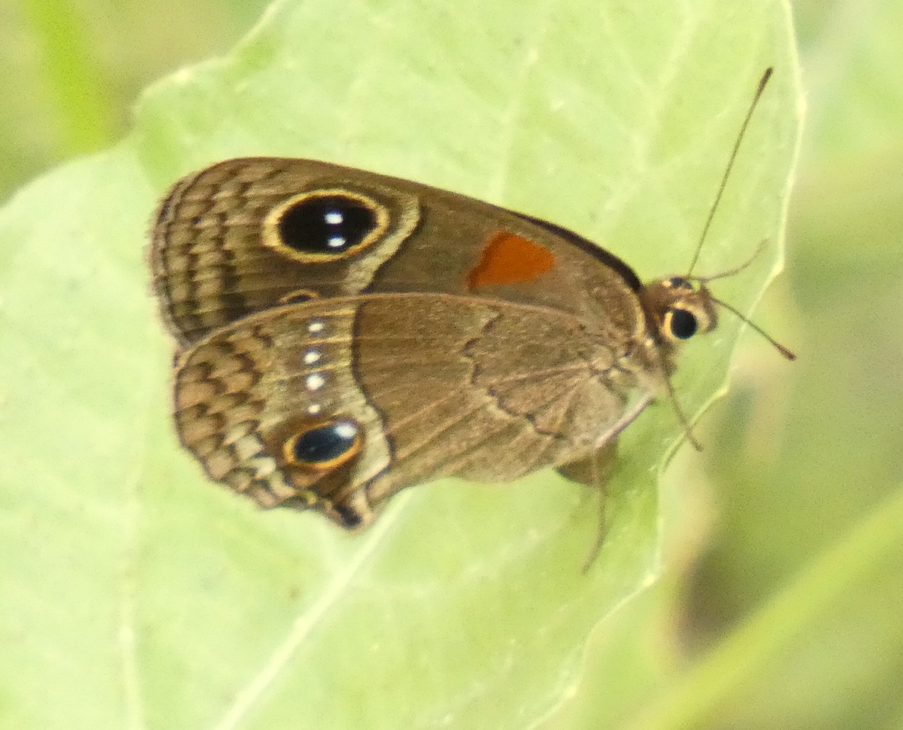 Calisto herophile Hübner, 1823