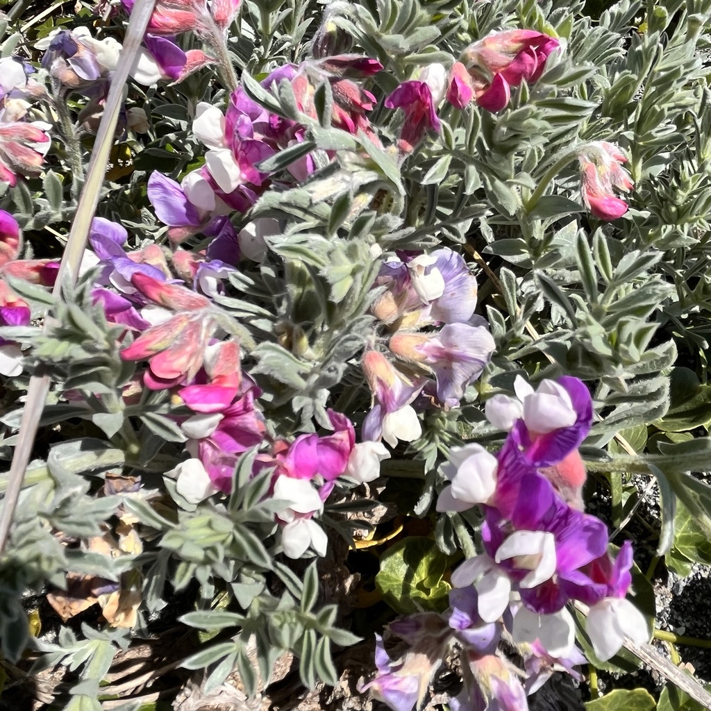 silky beach pea from Redwood National and State Parks, Trinidad, CA, US ...