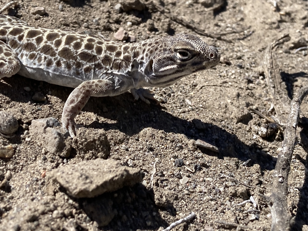 Long-nosed Leopard Lizard from Owyhee County, ID, USA on May 20, 2022 ...