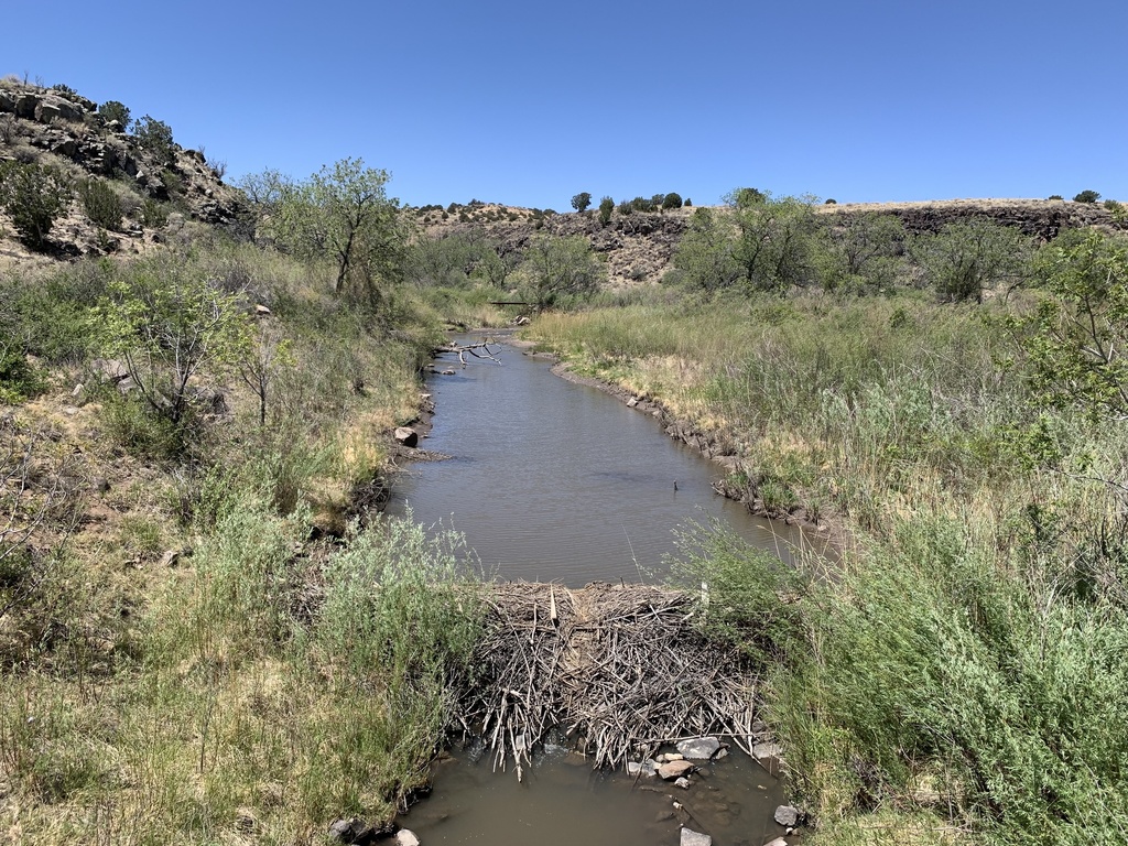 American Beaver from Hooper Ranch Rd, Springerville, AZ, US on May 20 ...