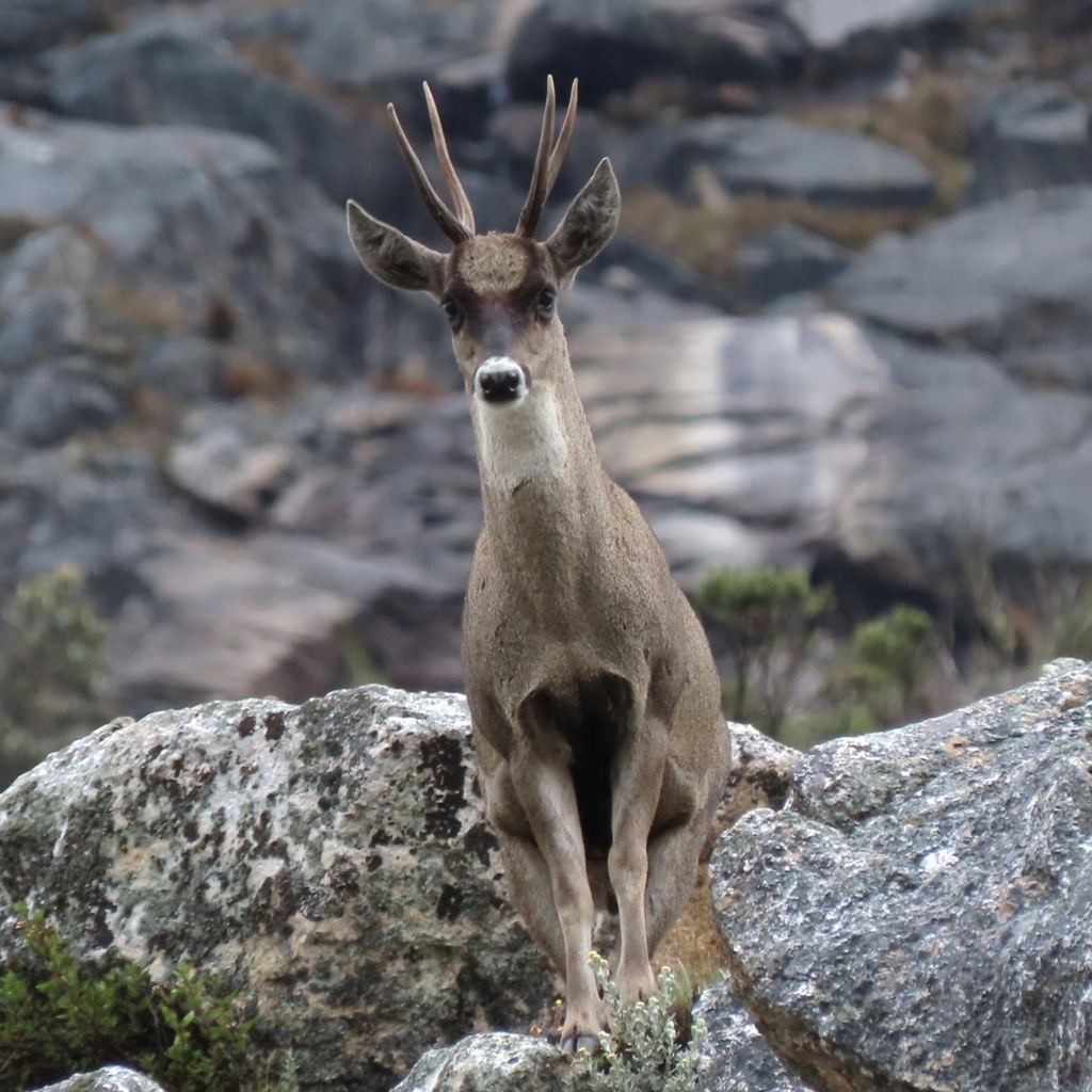 Taruca (Hippocamelus antisensis) - Know Your Mammals
