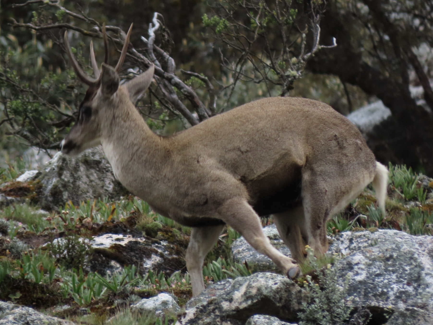 Hippocamelus antisensis (d'Orbigny, 1834)