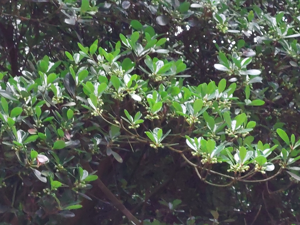 Japanese Ternstroemia from 112台灣台北市北投區陽明山 on May 21, 2022 at 08:11 AM ...