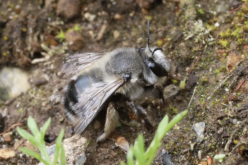 Pacific Digger Bee in May 2022 by eebee. This bee was behaving oddly ...