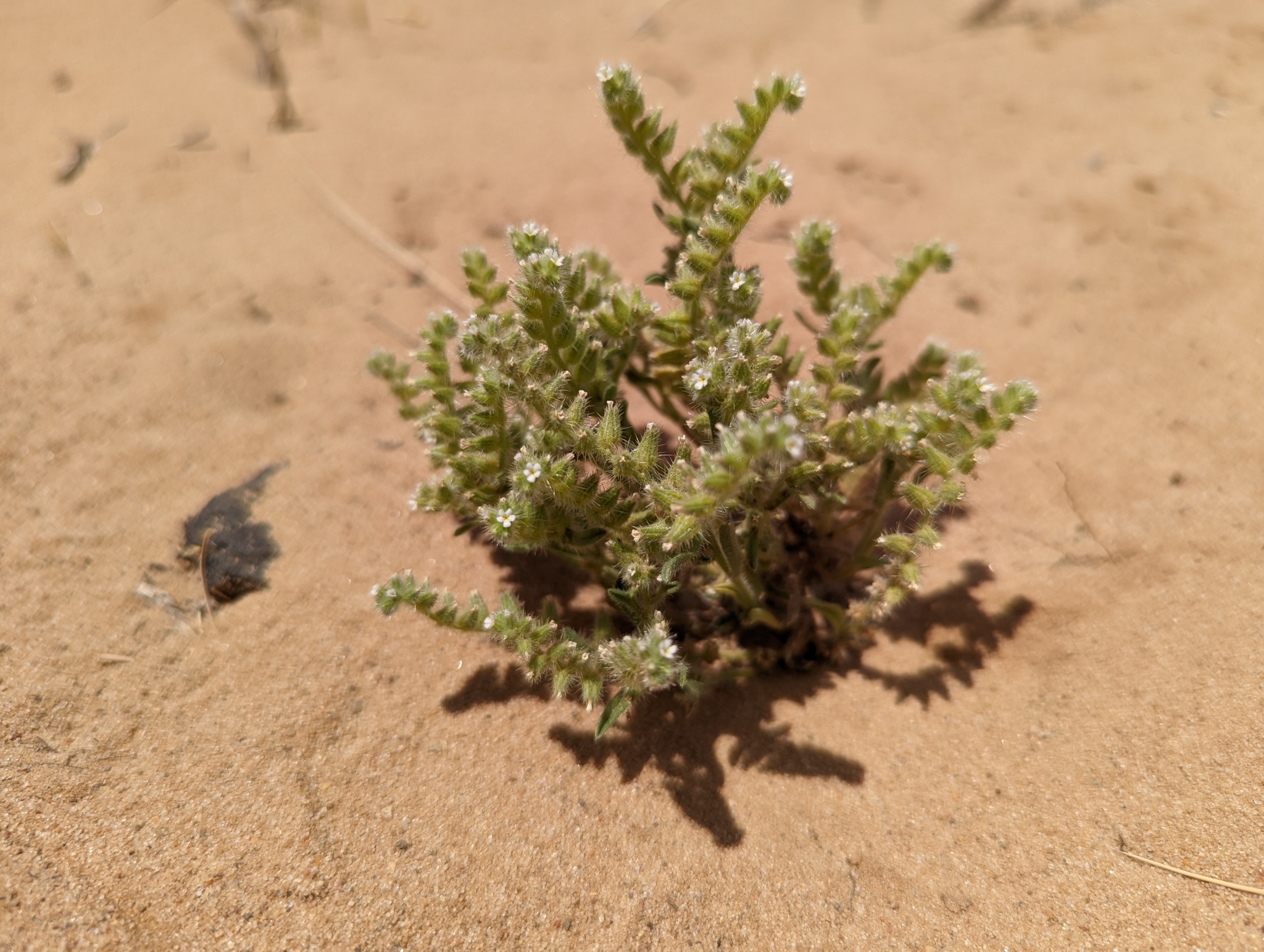 Cryptantha crassisepala (Torr. & Gray) Greene