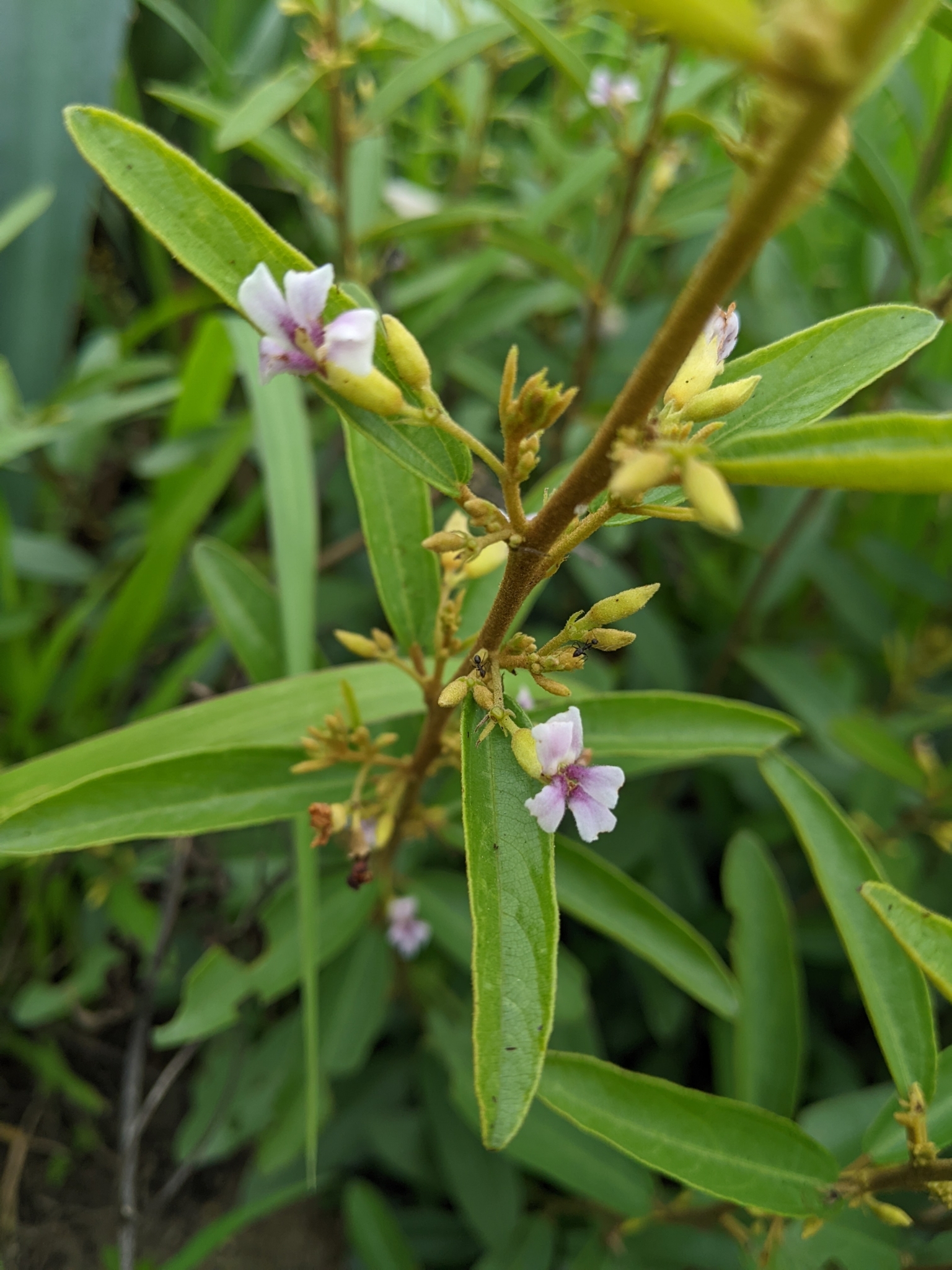 Helicteres angustifolia L.