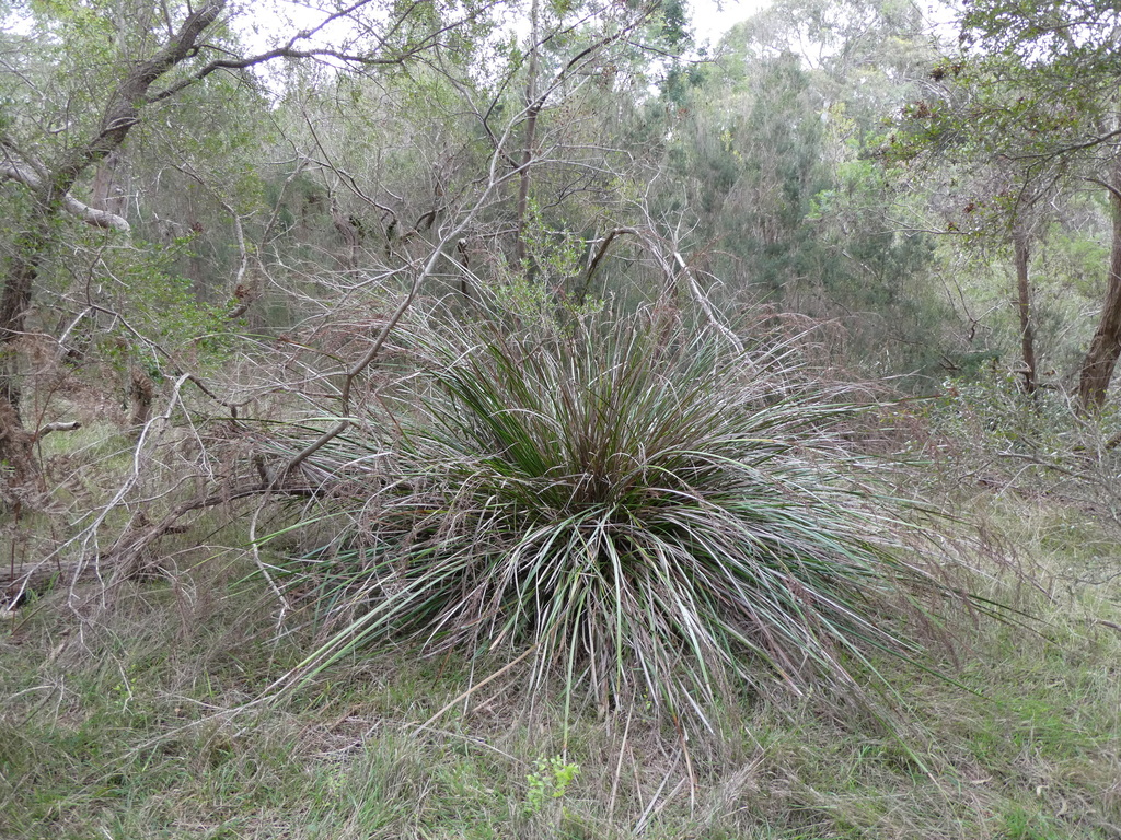 variable sword-sedge from Melbourne VIC, Australia on May 20, 2022 at ...