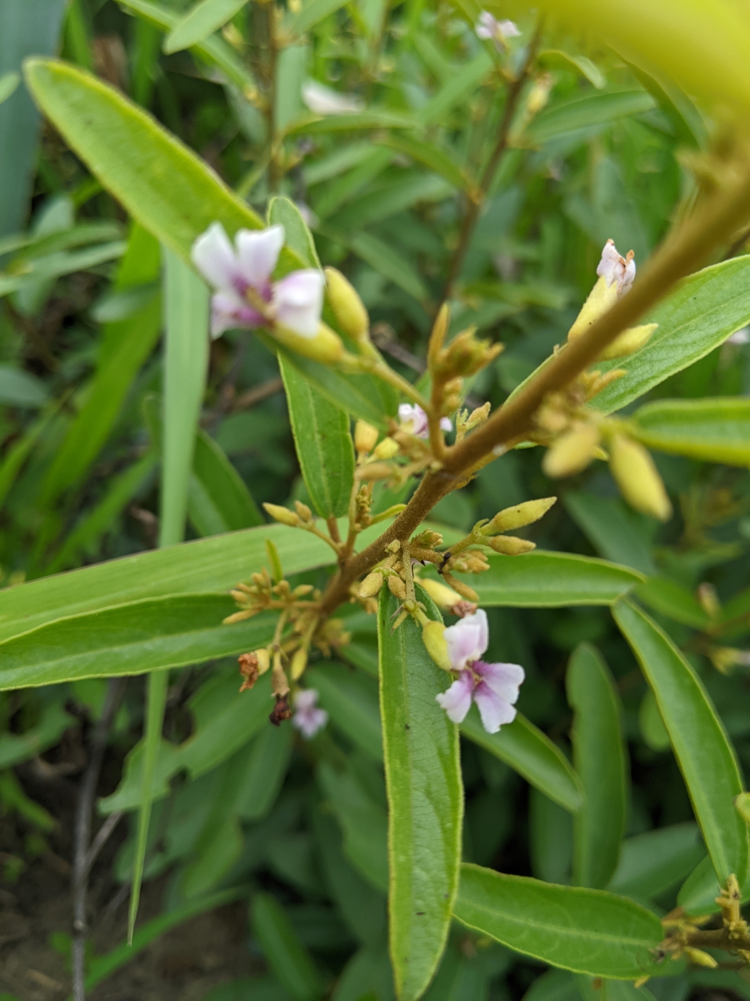 Helicteres angustifolia L.
