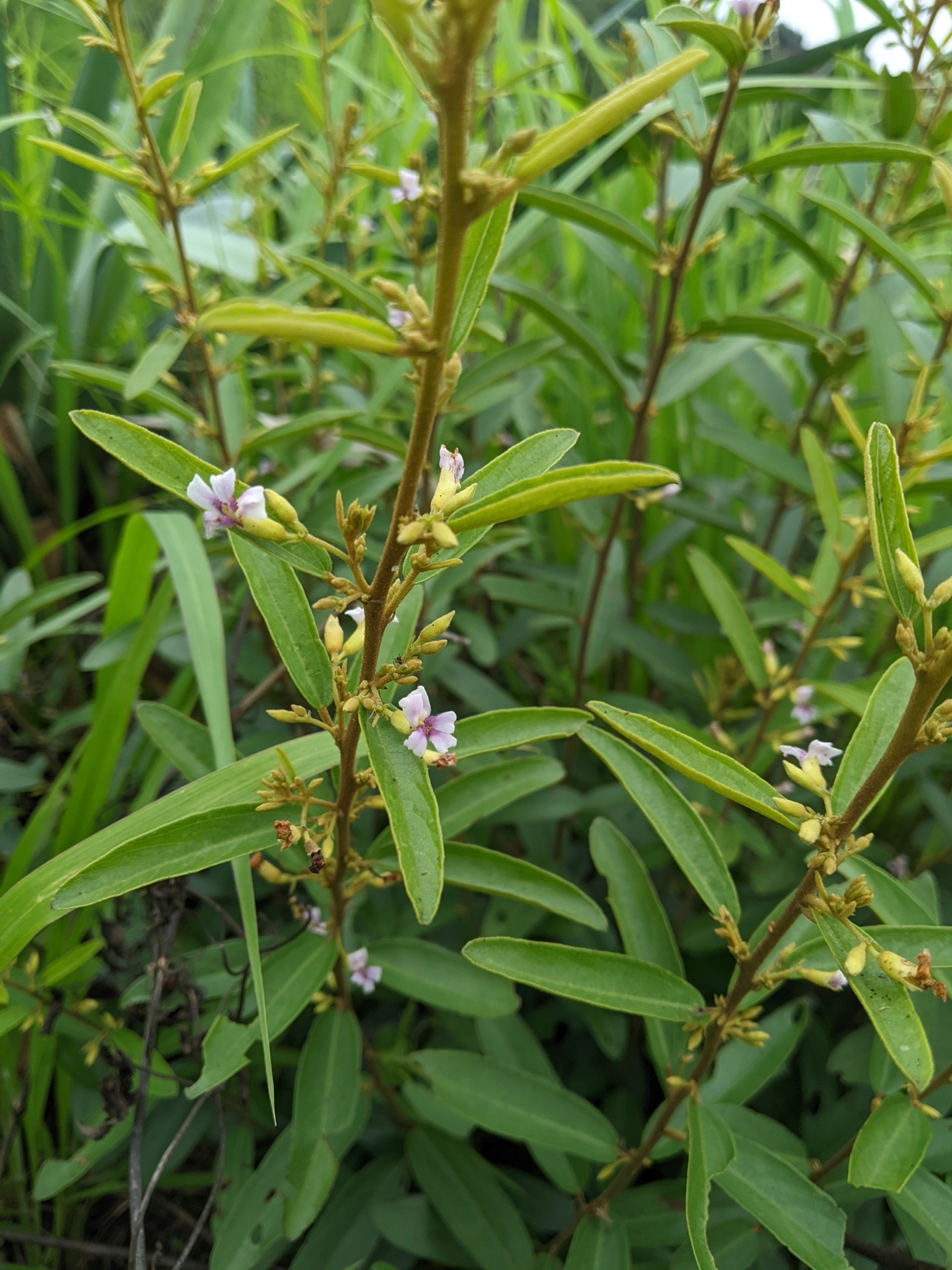 Helicteres angustifolia L.
