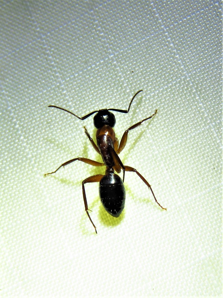 Texas Carpenter Ant from Lochwood Neighborhood, Dallas, TX, USA on ...