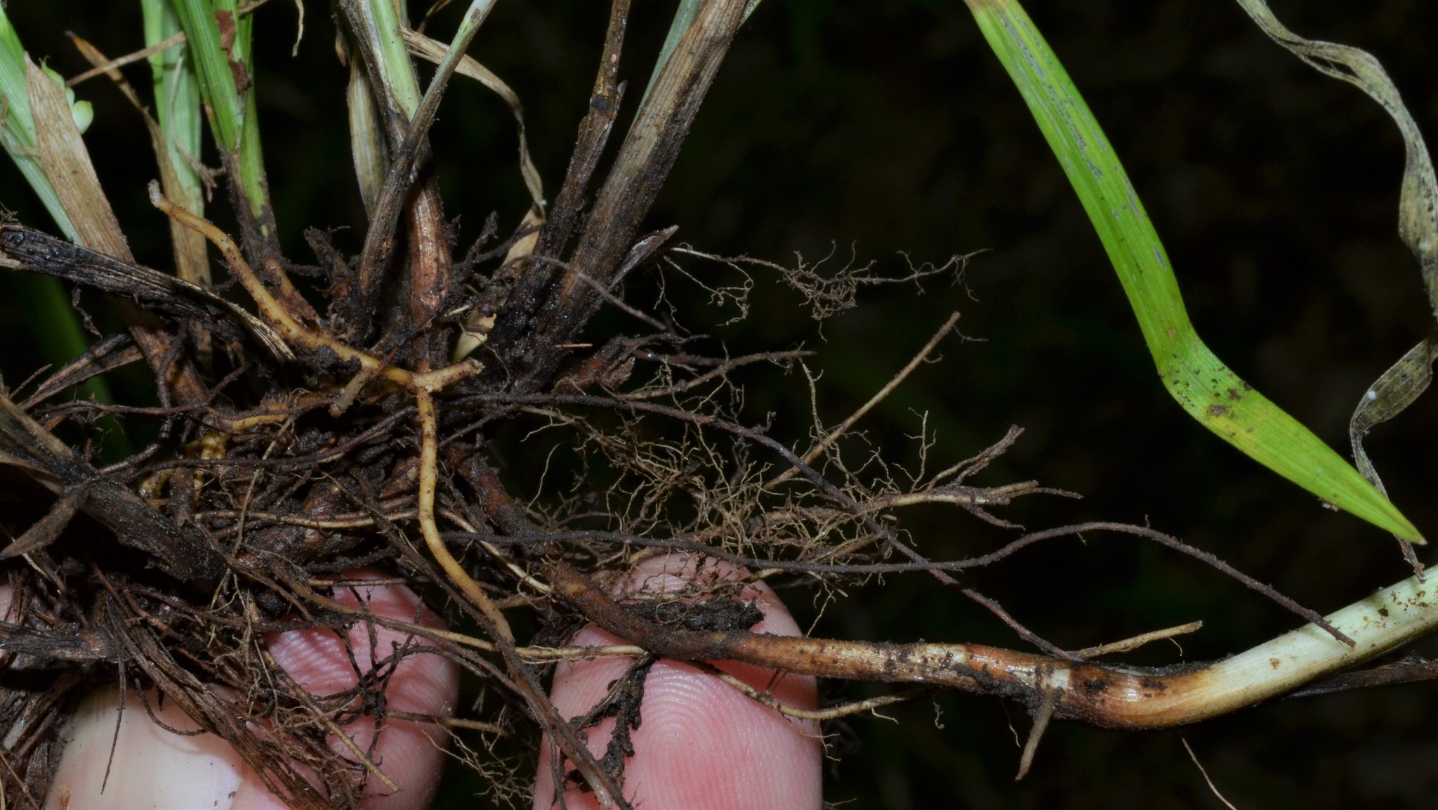 Carex abscondita Mack.