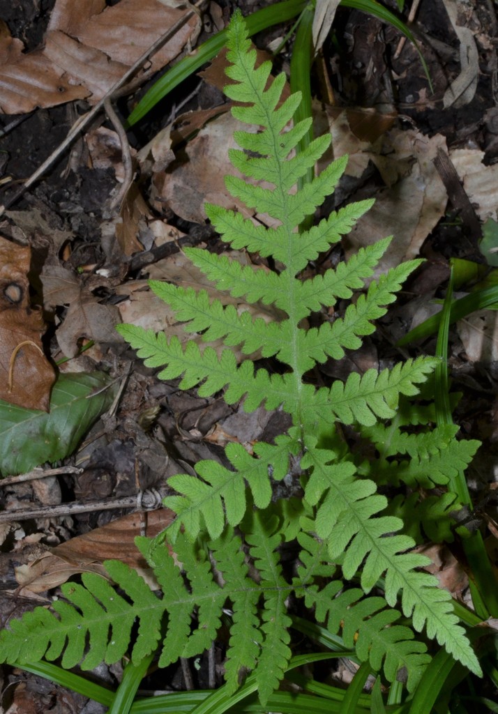 broad beech fern from Phillips County, AR, USA on May 19, 2022 by J ...
