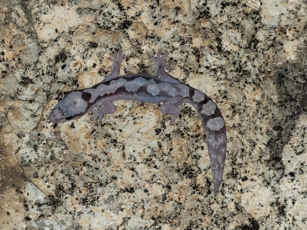Robust Velvet Gecko from Atholwood NSW 2361, Australia on January 27 ...