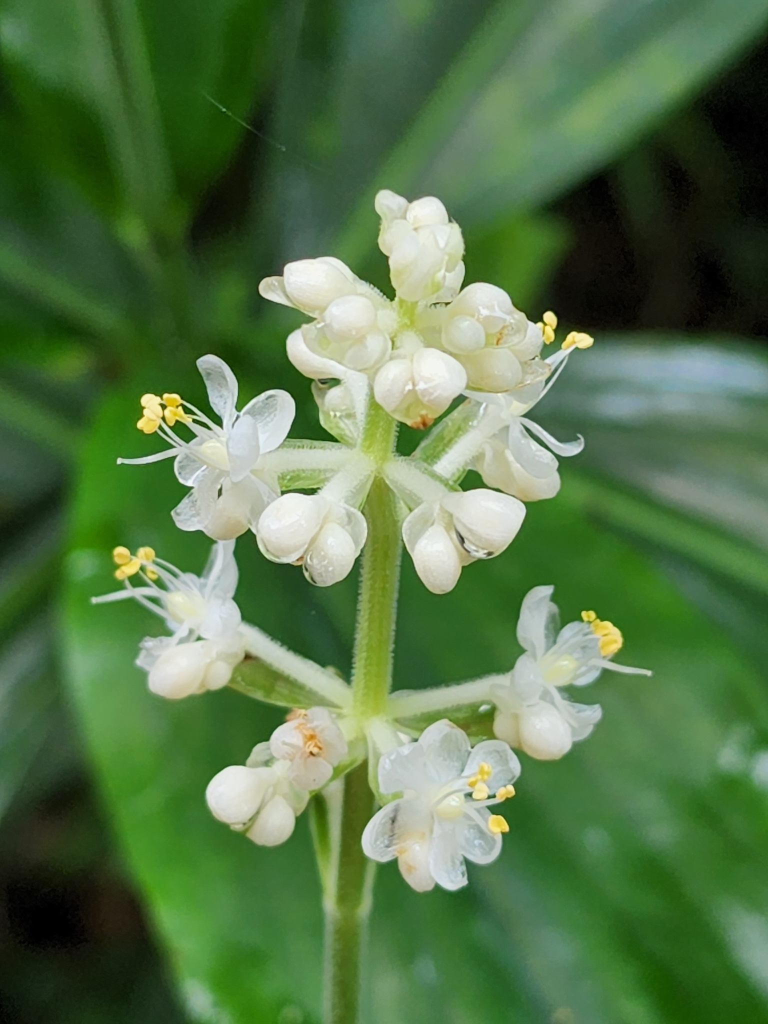 Pollia japonica Thunb.