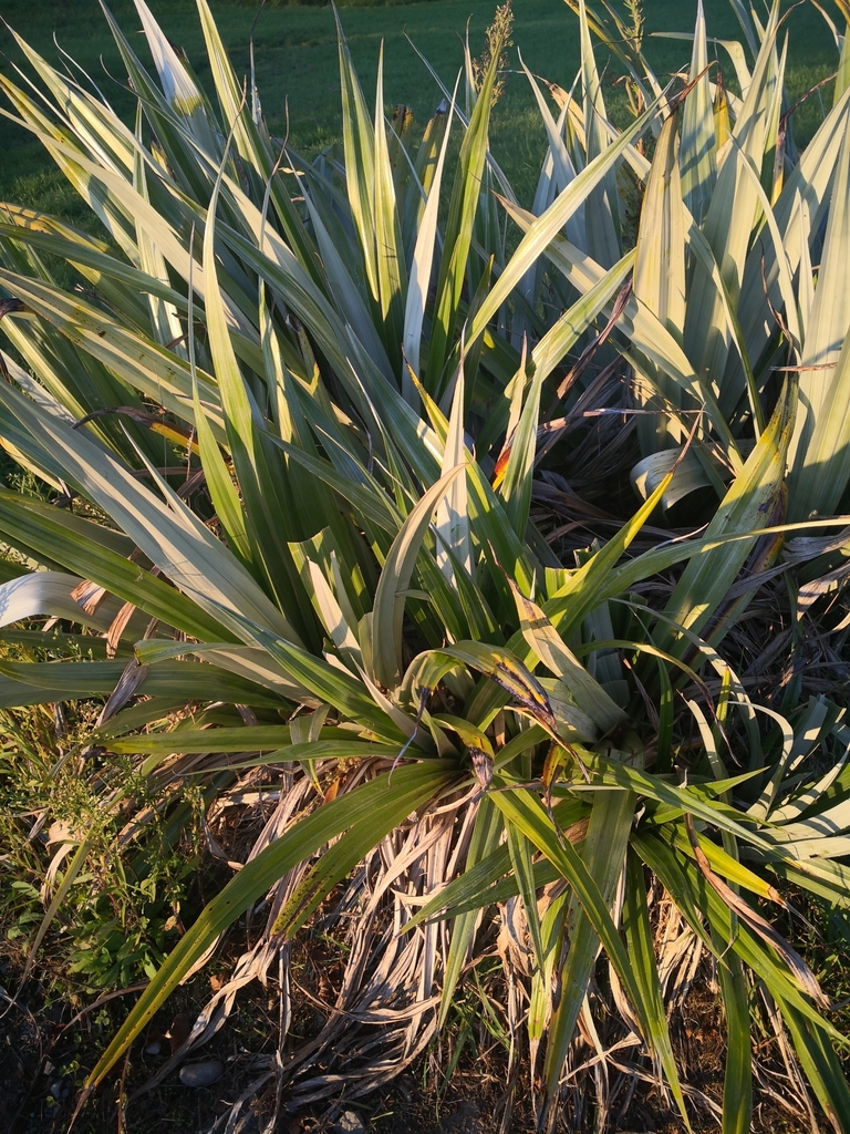 Chatham Island Kakaha in May 2022 by Valerie Black · iNaturalist