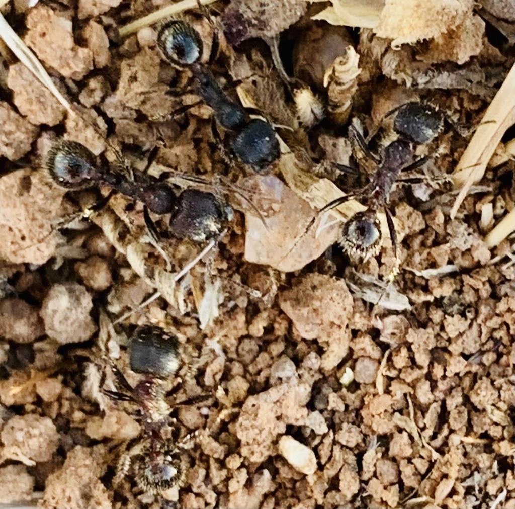 Andre's Harvester Ant in May 2022 by russt · iNaturalist
