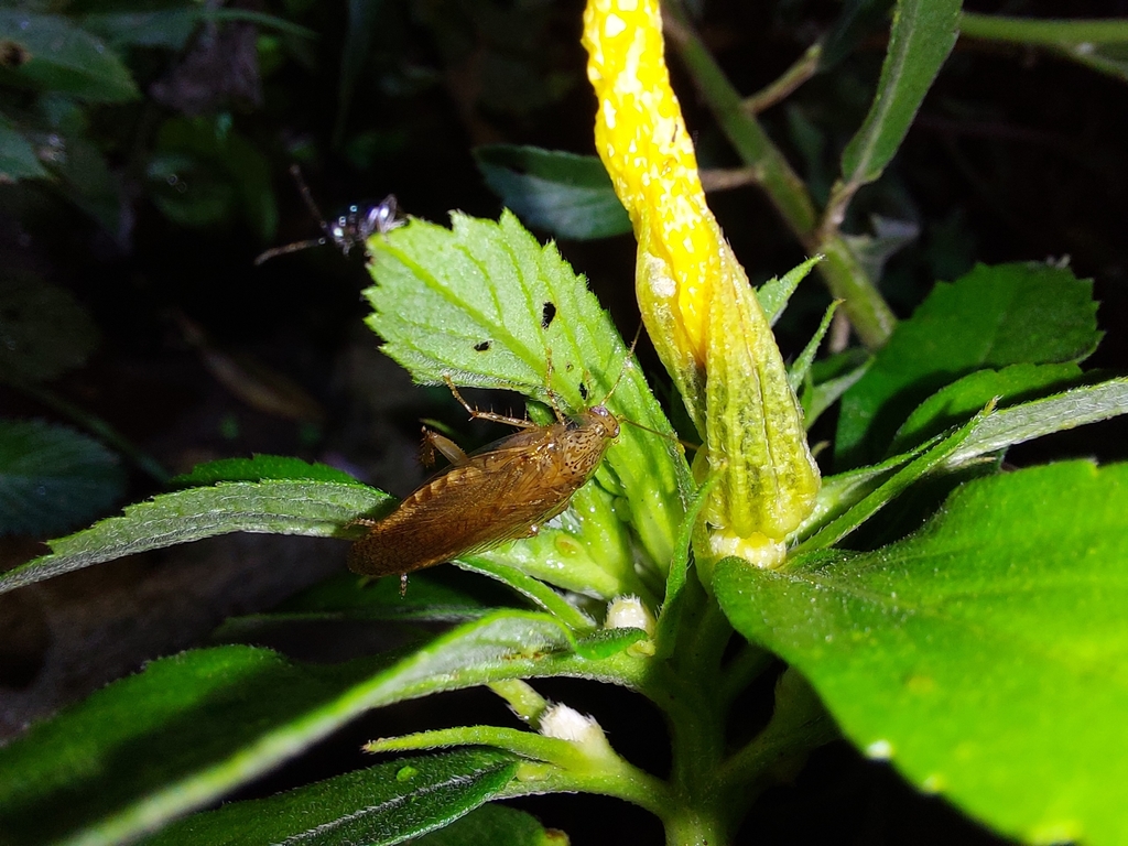 Giant and Wood Cockroaches from Purires, San José, Atenas, Costa Rica ...