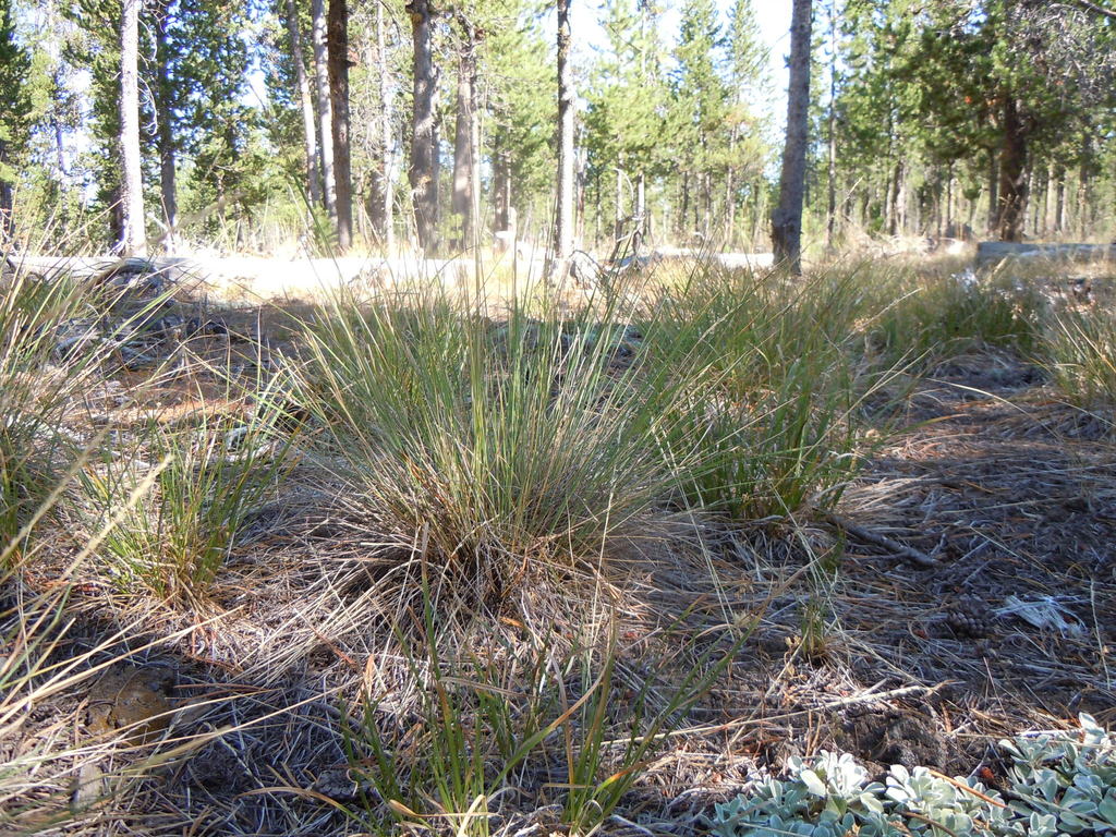 little ricegrass (Piptatheropsis exigua) - Botanical Realm