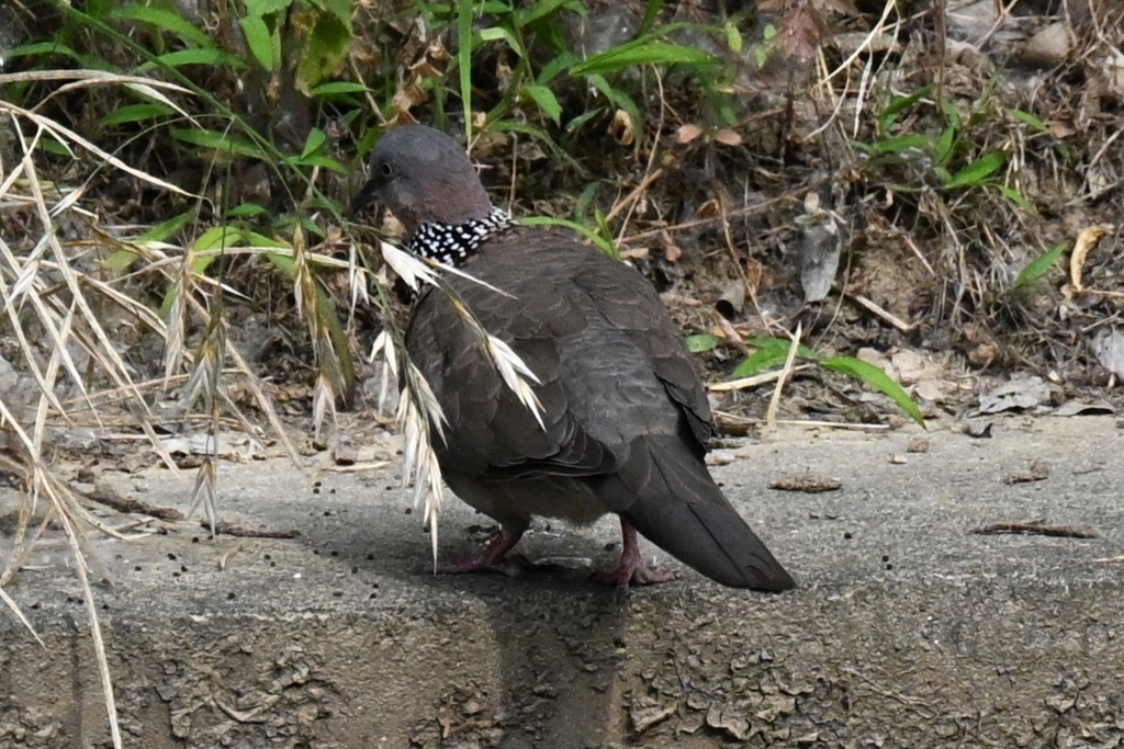 Spotted Dove from Xuanwu, Nanjing, Jiangsu, China on May 15, 2022 at 08 ...